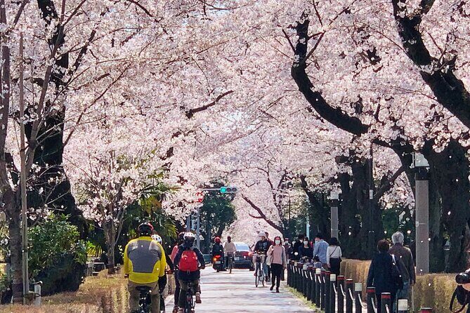 Tokyo Cherry Blossoms blooming spots E-bike Tour, 3hrs - Practical Considerations