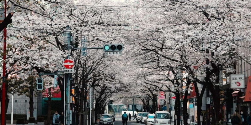 Tokyo City of Lights Private Tour Sightseeing Tour Private - FAQ