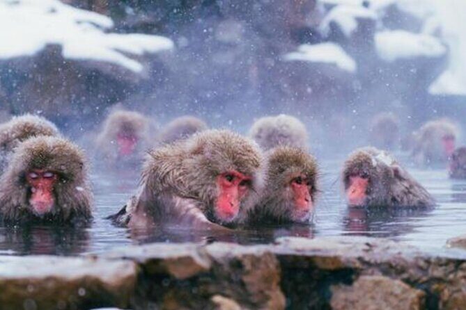 Tokyo Day Trip to Snow Monkeys and Zenkoji - Final Thoughts