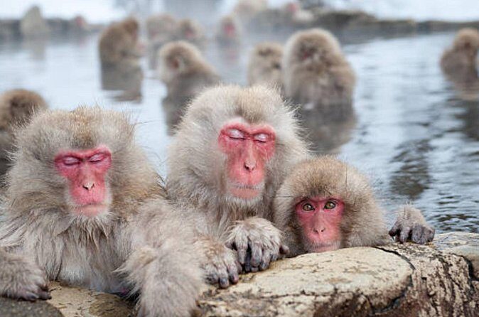 Tokyo Day Trip to Snow Monkeys and Zenkoji - FAQ