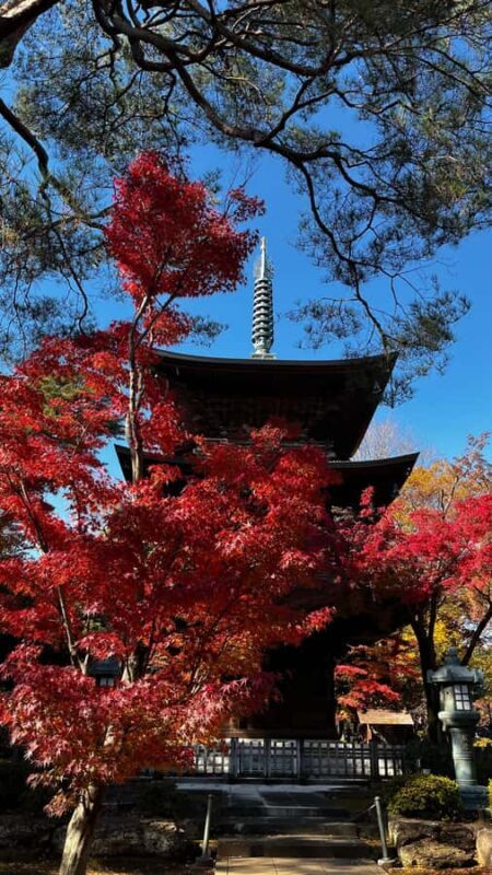 Tokyo: Discounted Customizable Walking Tour (ENG/Español) - Final Thoughts: Who Will Love This Tour?