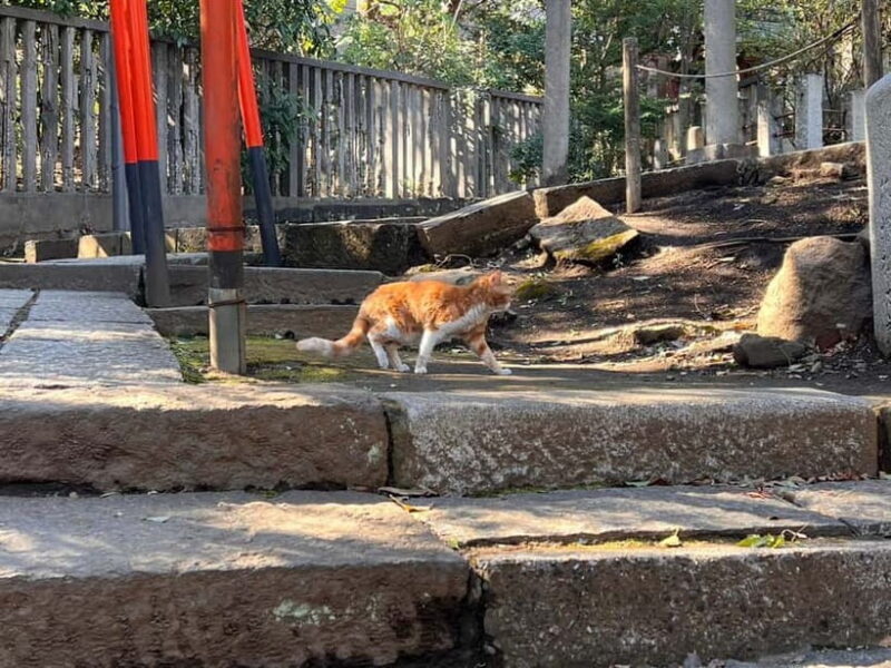 Tokyo: Encounter Cultural Heritage & enjoy the old town - Authentic Experiences on a Budget