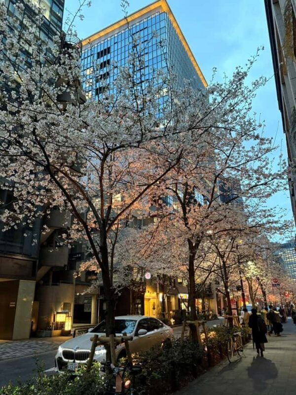 Tokyo: Enjoy "Hanami" Cherry Blossom Experience - The Heart of the Cherry Blossom Season in Tokyo