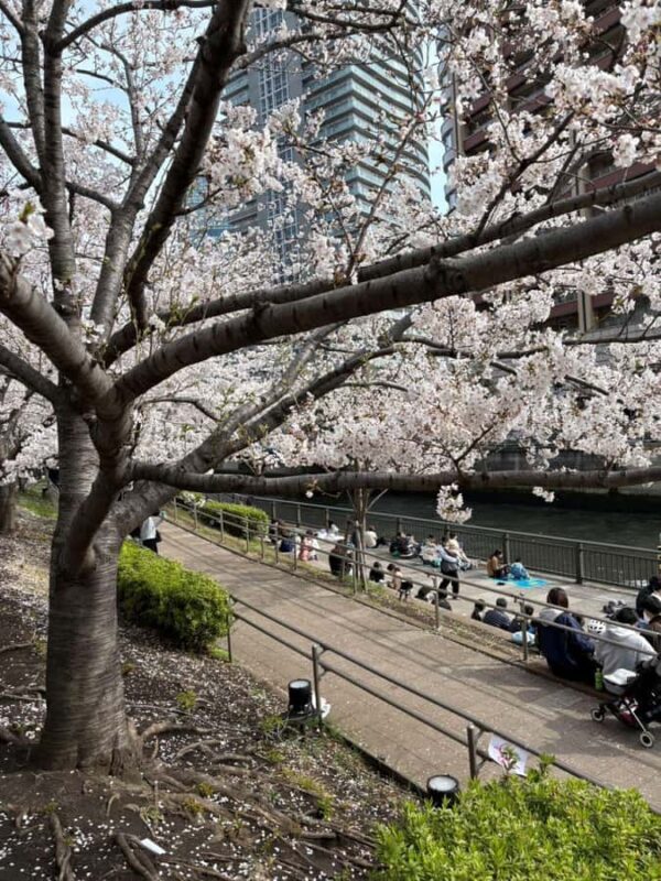 Tokyo: Enjoy "Hanami" Cherry Blossom Experience - How The Experience Feels in Practice