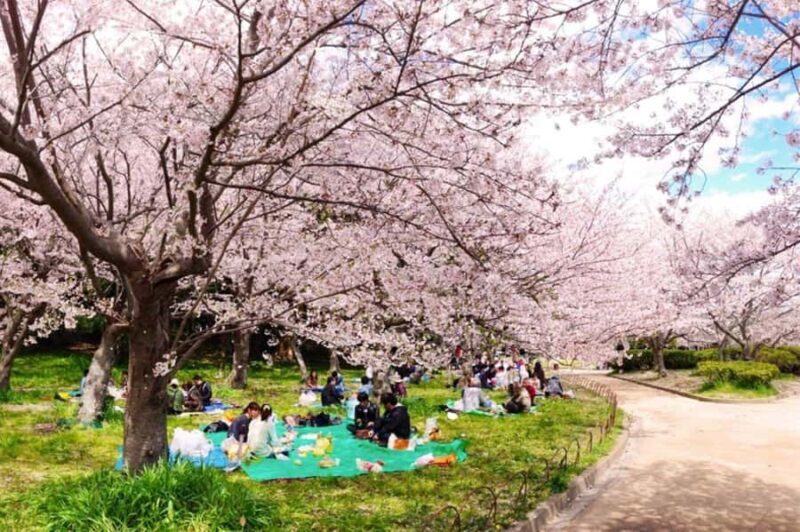 Tokyo: Enjoy "Hanami" Cherry Blossom Experience - The Sum Up