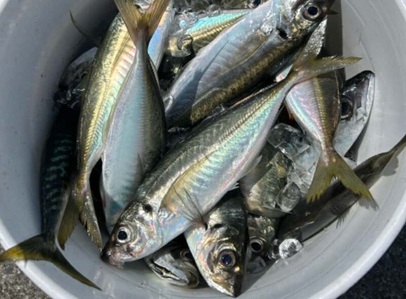 Tokyo: Fishing Adventure & Japanese Cuisine with Your Catch - Who Will Love This Tour?