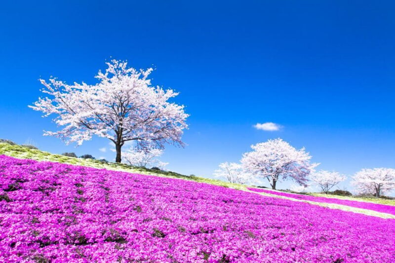 Tokyo: German Village Lighting and Farm Experience - FAQs