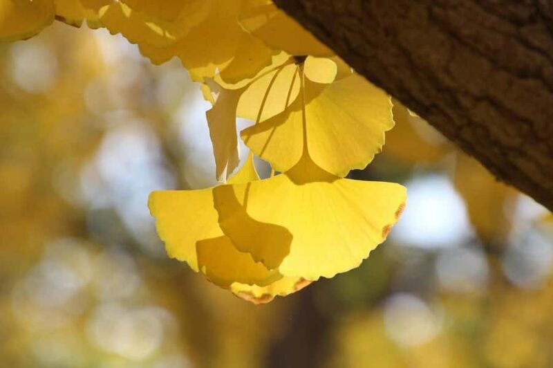 Tokyo: Golden Ginkgo Avenue Autumn Leaves Walk - What Is the Golden Ginkgo Avenue Walk?