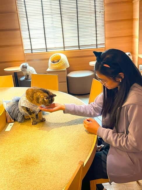 Tokyo: Gotokuji Cat Temple, Shinjuku Cat Cafe & 3D Cat Tour - A Closer Look at the Itinerary & Attractions