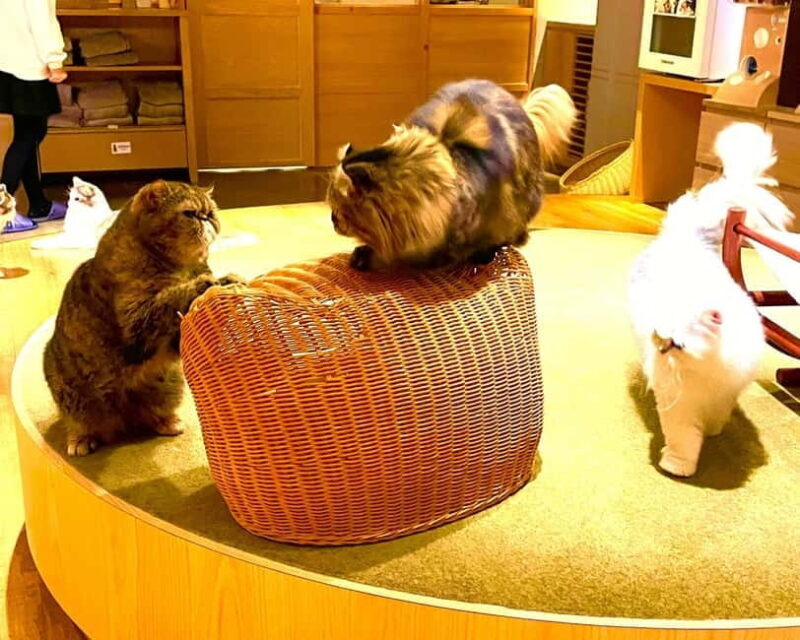 Tokyo: Gotokuji Cat Temple, Shinjuku Cat Cafe & 3D Cat Tour - FAQ