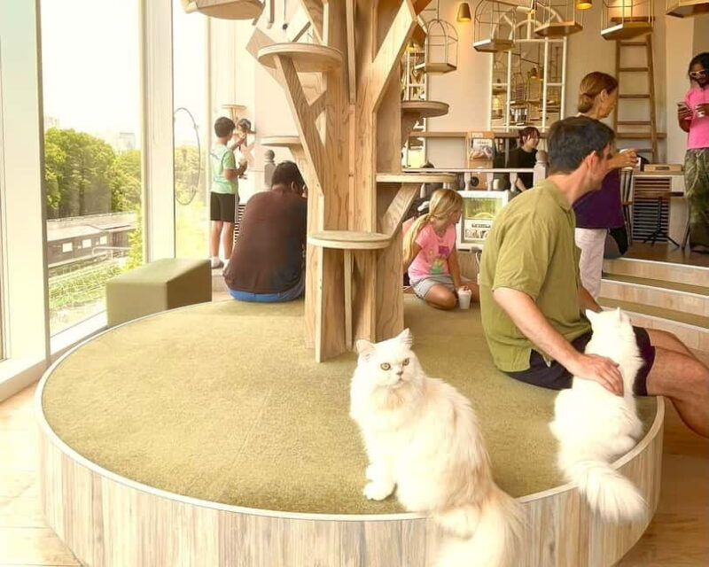 Tokyo: Gotokuji Lucky Cat Temple & Harajuku Shibuya Cat Café - The Itinerary in Detail