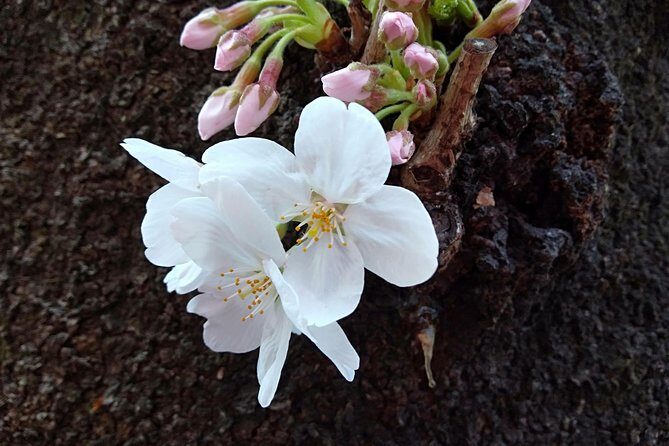 Tokyo Half Day Private Tour / Customization & Hotel Gathering OK! - FAQ