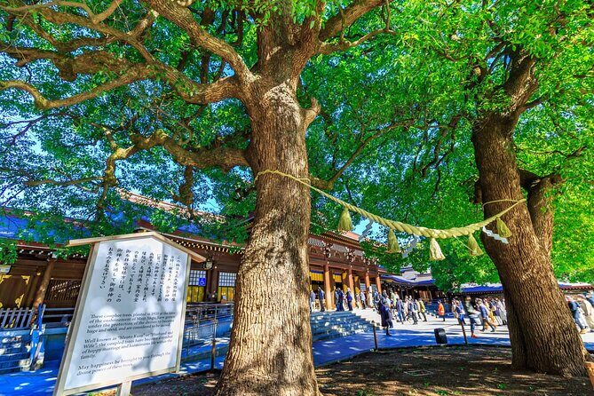 Tokyo Harajuku Meiji Jingu Shrine Shinto Culture Walking Tour - The Itinerary: What to Expect on the Walk