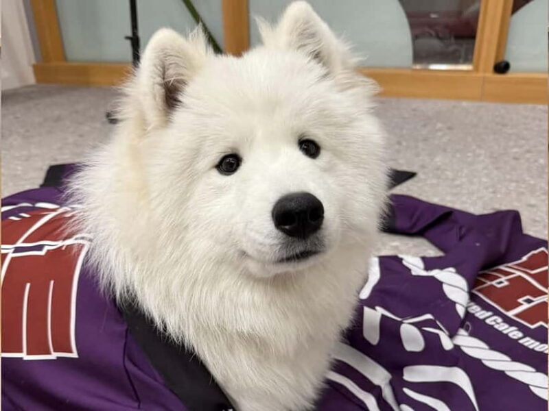 Tokyo Harajuku30-Minute Samoyed Interaction Experience - Key Points