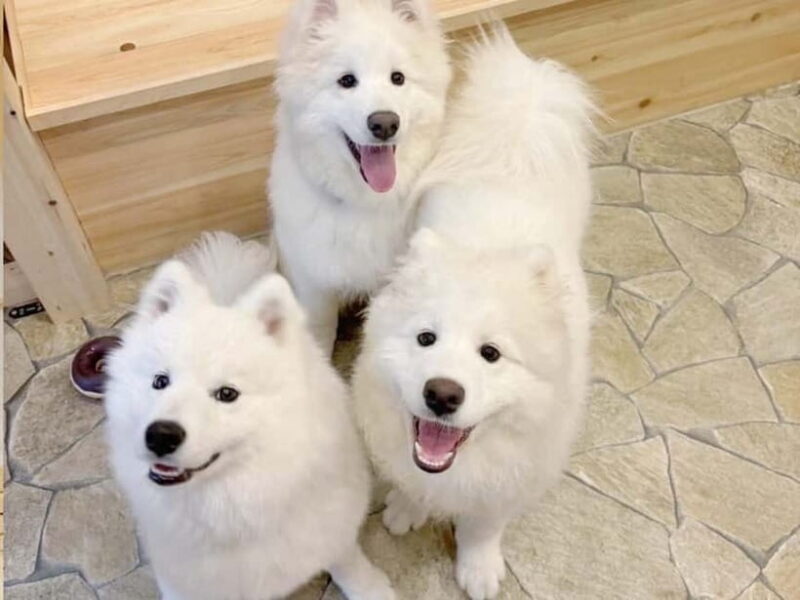 Tokyo Harajuku30-Minute Samoyed Interaction Experience - What to Expect When Visiting the Samoyed Café Moffu