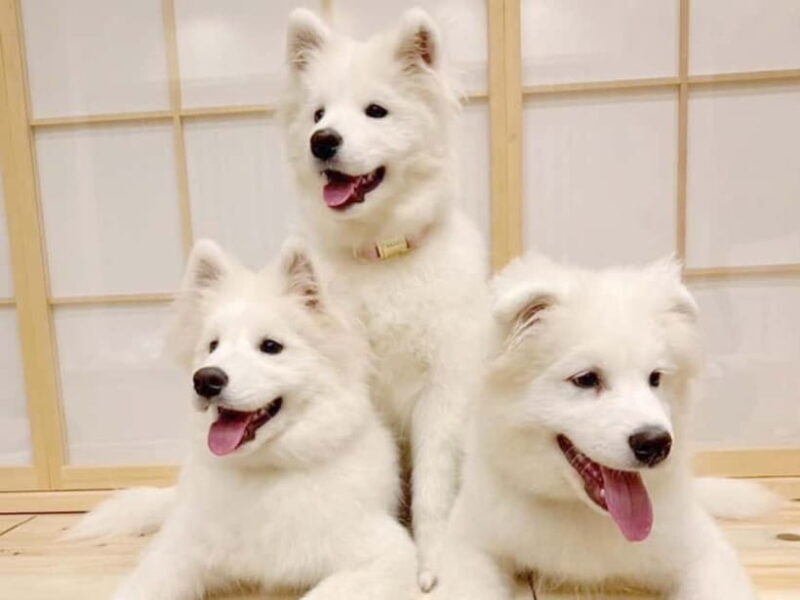 Tokyo Harajuku30-Minute Samoyed Interaction Experience - The Practical Side: Location and Logistics