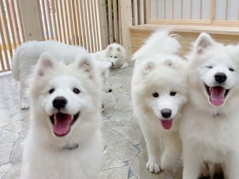 Tokyo Harajuku30-Minute Samoyed Interaction Experience - Who Will Love This Experience?