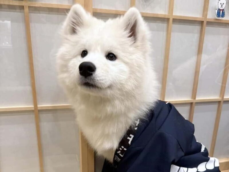 Tokyo Harajuku30-Minute Samoyed Interaction Experience - The Sum Up: Is This Experience Worthwhile?