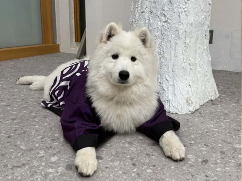 Tokyo Harajuku30-Minute Samoyed Interaction Experience - FAQ