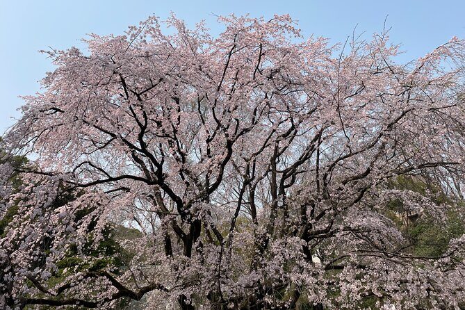 Tokyo Historian and Photographer Private Tour - Introduction