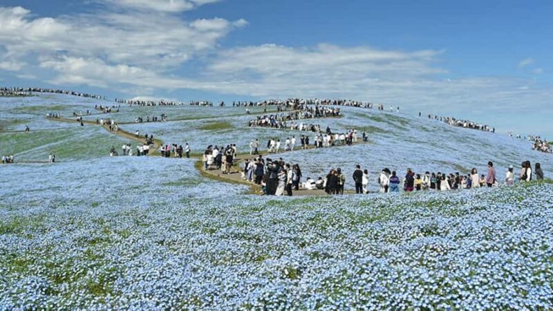 Tokyo: Hitachi Seaside Park & Aquaworld Oarai Aquarium Tour - Key Points