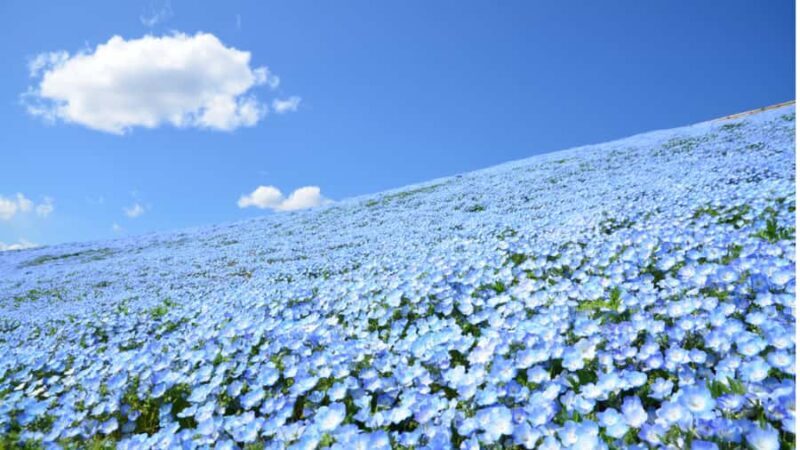 Tokyo: Hitachi Seaside Park & Aquaworld Oarai Aquarium Tour - An Overview of the Tour Experience