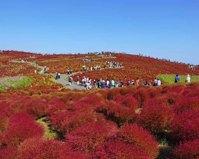 Tokyo: Hitachi Seaside Park & Aquaworld Oarai Aquarium Tour - FAQ