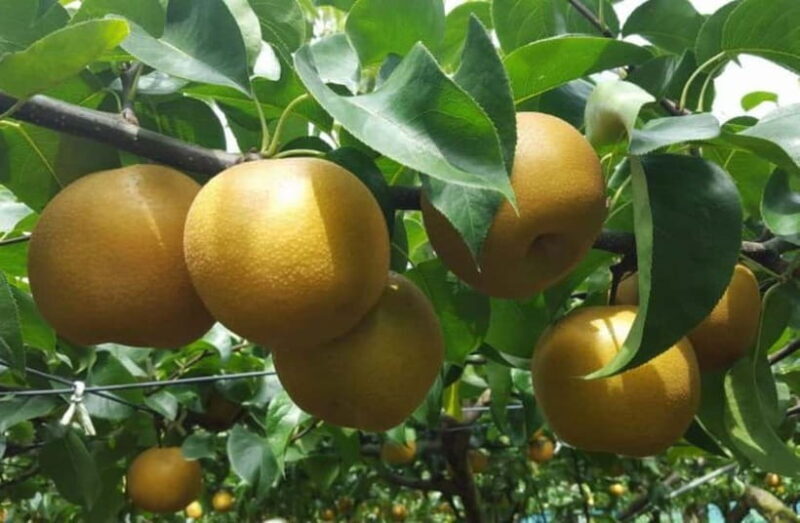 Tokyo: Ibaraki Day Trip with Hitachi Park & Fruit Picking - Key Points