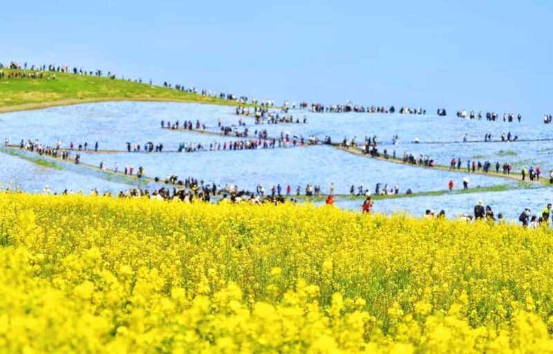 Tokyo & Ibaraki Tour: Hitachi Seaside Park & Adachi Wisteria - A Detailed Look at the Experience