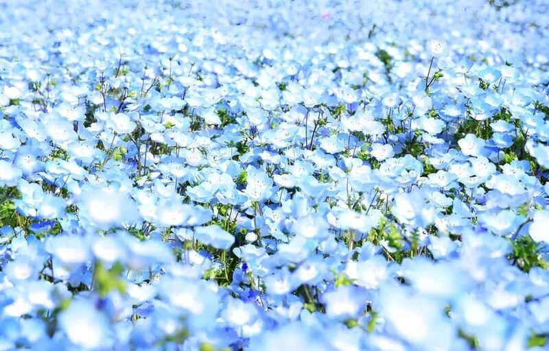 Tokyo & Ibaraki Tour: Hitachi Seaside Park & Adachi Wisteria - Final Thoughts: Why This Tour Is a Good Choice