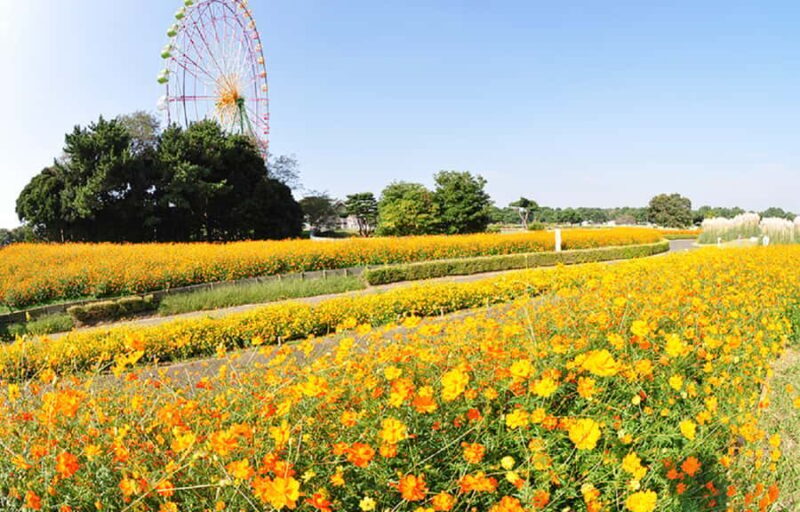 Tokyo & Ibaraki Tour: Hitachi Seaside Park & Adachi Wisteria - FAQ