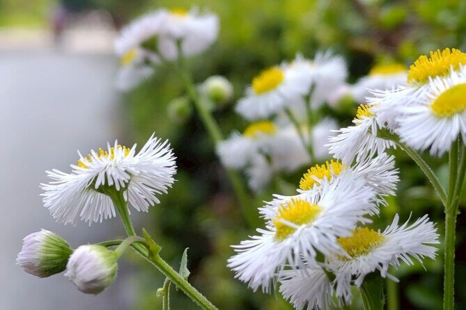 Tokyo: Imperial Palace and Shogun Historical Walking Tour - FAQ