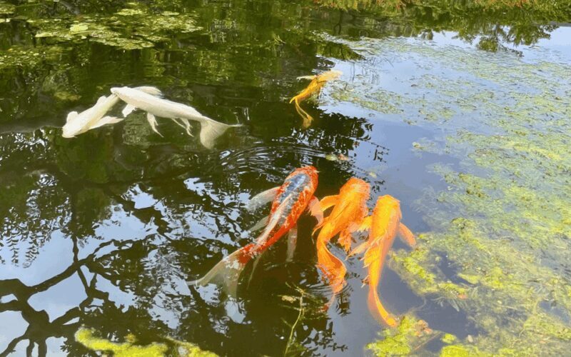 Tokyo: Imperial Palace Japanese History Walking Tour - The Experience’s Value: Does the Cost Match?