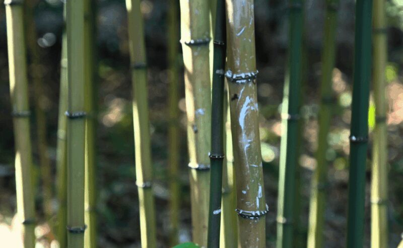 Tokyo: Imperial Palace Japanese History Walking Tour - The Walk Itself: What to Expect