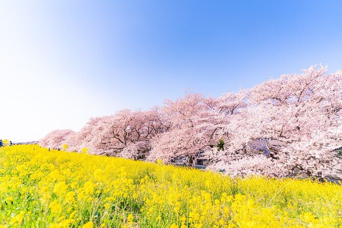 Tokyo: Izu Cherry Blossoms, Mishima Skywalk & Strawberry Picking - Introduction