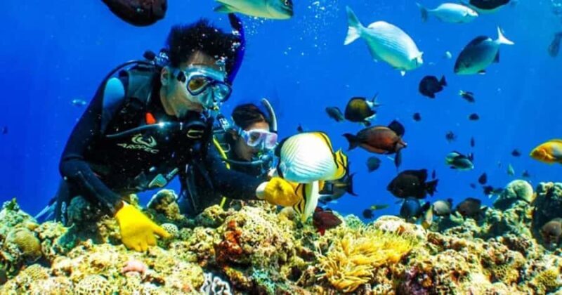 Tokyo: Izu Peninsula Fun Diving and Sightseeing Tour - Key Points