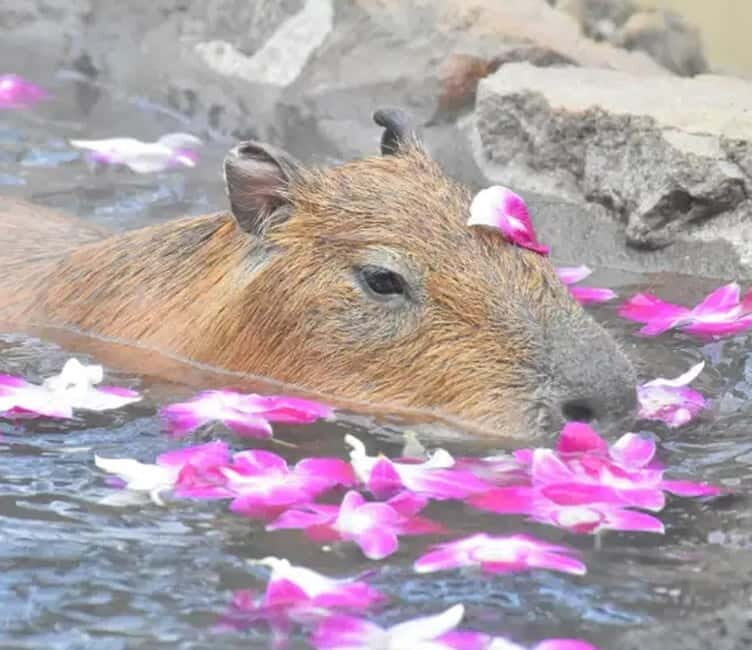 Tokyo: Izu Scenic Oceanview Train, Volcano, Coast Day Trip - FAQs
