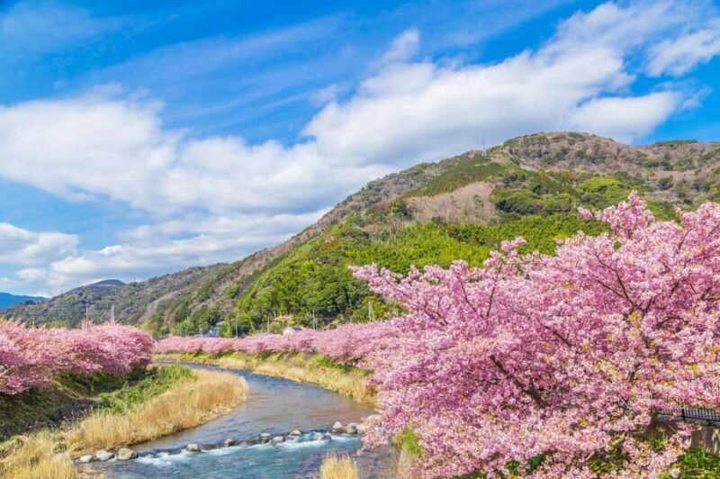 Tokyo: Izu Scenic Train, Kawazu Cherry Blossom & HotelPickup - An In-Depth Look at the Tour Experience