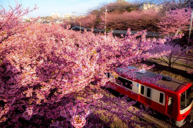 Tokyo-Izu: Volcano, Ocean& Capybara Cuddle with Izu Scenic Train - A Detailed Look at the Izu Scenic Train Day Trip