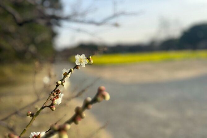 Tokyo: Japanese Garden Walking Tour with Tea and Sweets - In-Depth Look at the Itinerary