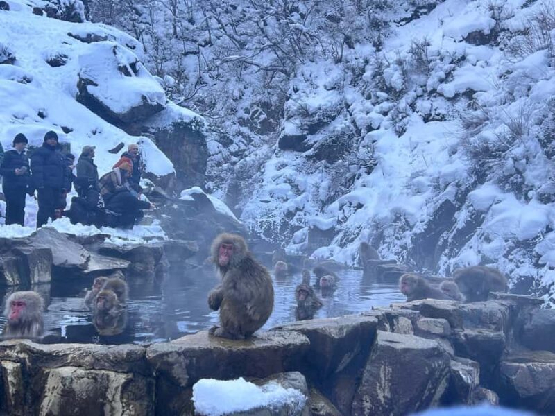 Tokyo: Jigokudani Snow Monkey Park Private Customized Tour - Key Points