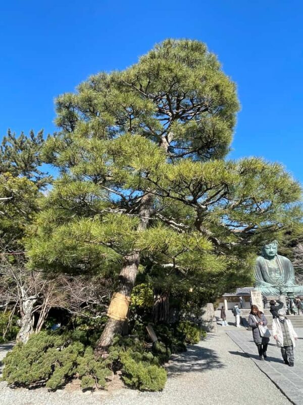 Tokyo: Kamakura Day Trip with Great Buddha & Temples - FAQ