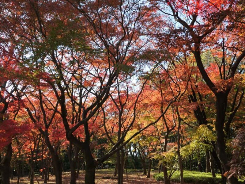 Tokyo: Kitanomaru Park Autumn Leaves Stroll - The Autumn Foliage and Photo Opportunities