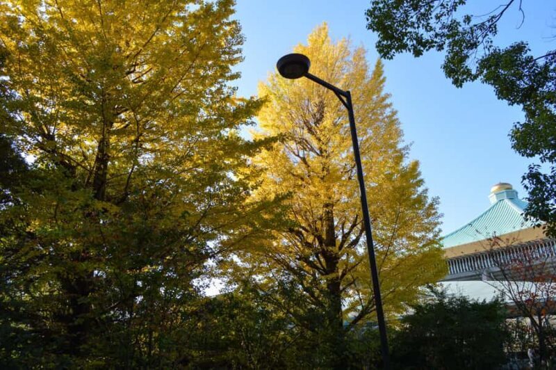 Tokyo: Kitanomaru Park Autumn Leaves Stroll - FAQs