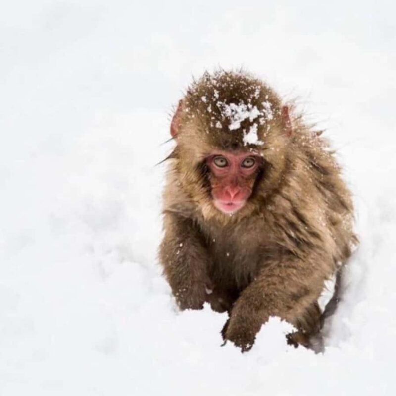 Tokyo: Luxury Snow Monkey Park Private Tour In Land Cruiser - An In-Depth Look at the Tour