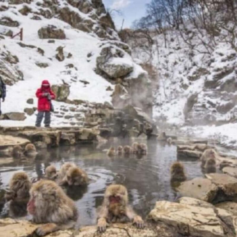 Tokyo: Luxury Snow Monkey Park Private Tour In Land Cruiser - The Sum Up