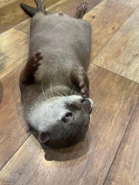 Tokyo: Meiji Jingu, Harajuku, Shibuya, and Shijuku Tour - FAQ