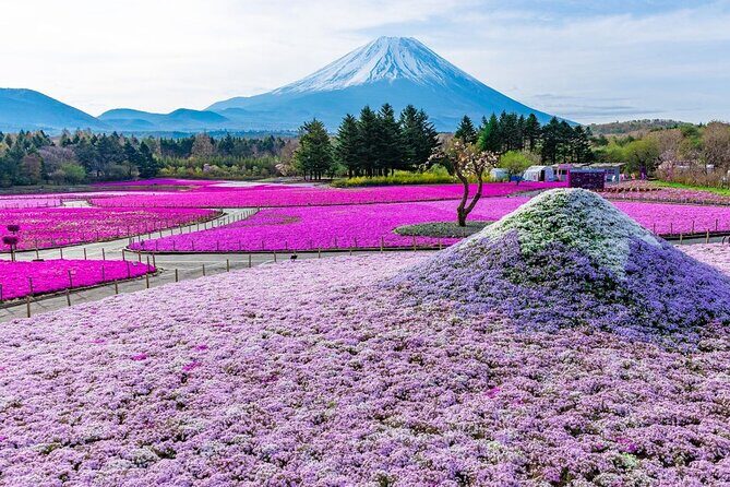 Tokyo Mount Fuji and Hakone Private Day Tour - The Itinerary in Detail