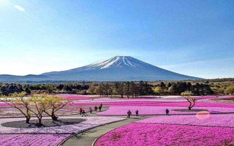 Tokyo: Mount Fuji and Hakone Private Sightseeing Day Tour - The Breakdown of the Itinerary