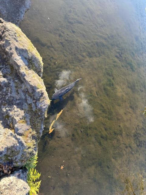 Tokyo: Mount Fuji and Hakone Private Sightseeing Day Tour - Practical Tips and Final Thoughts